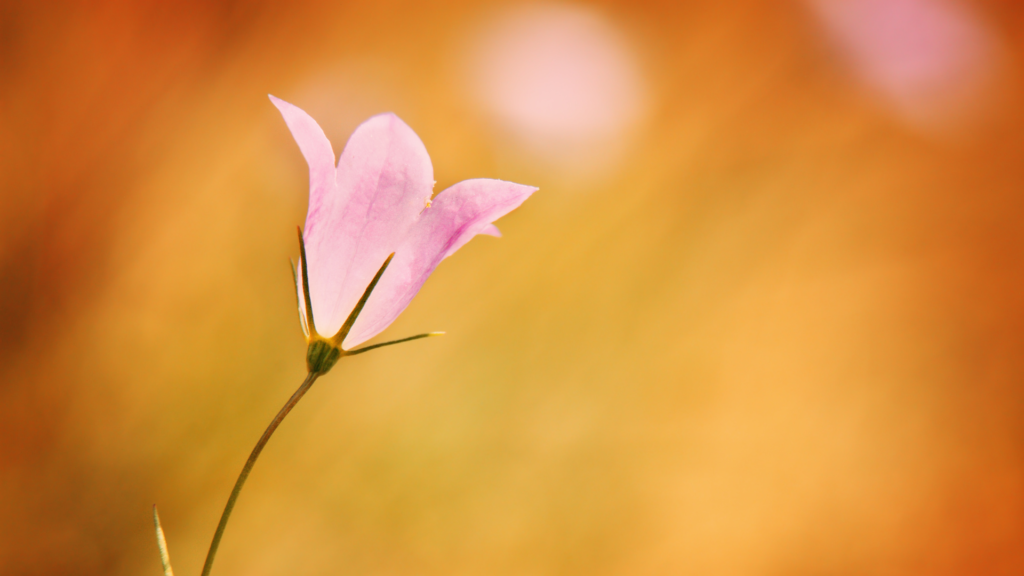 Original Grace - So It Flows